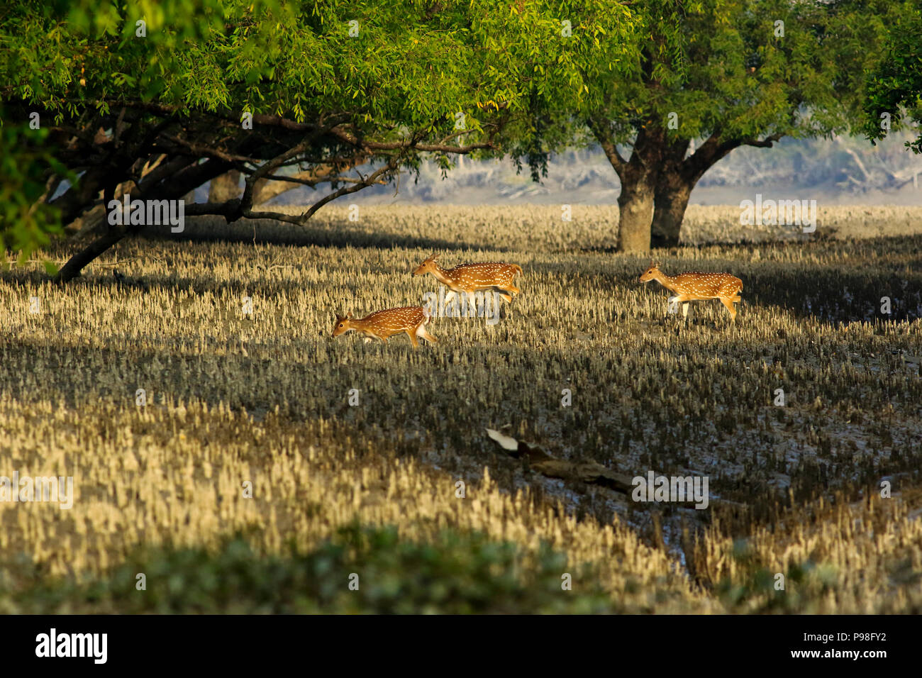 Spotted deer in Sundarbans, the largest mangrove forest in rte world ...