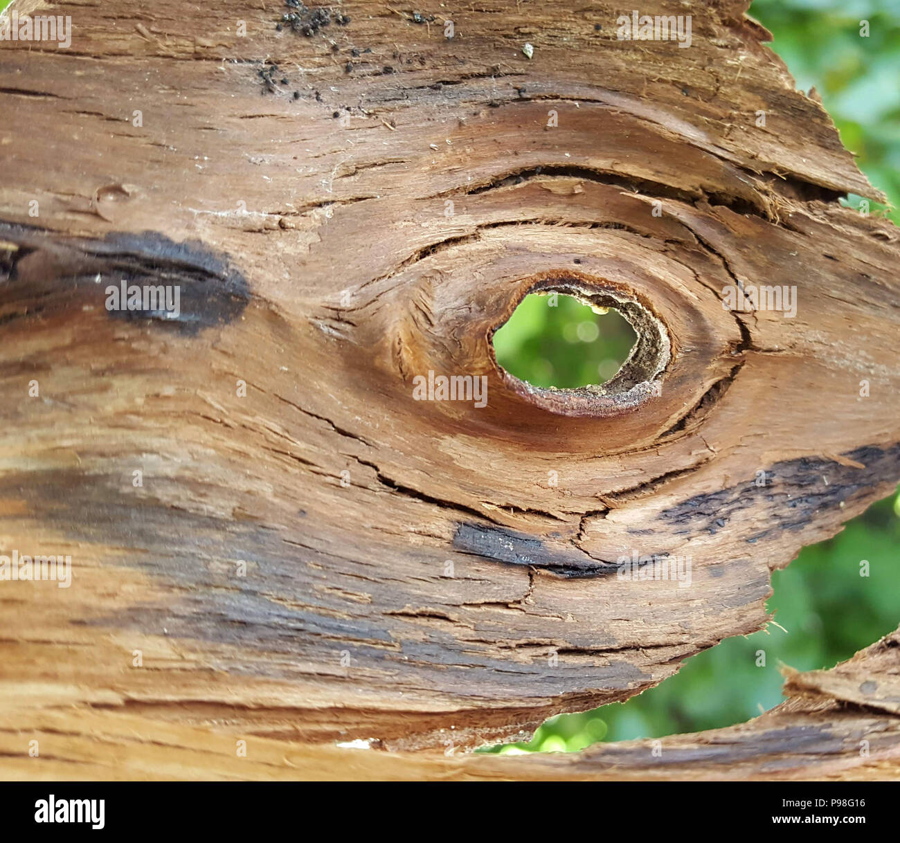 Inner texture hi-res stock photography and images - Alamy