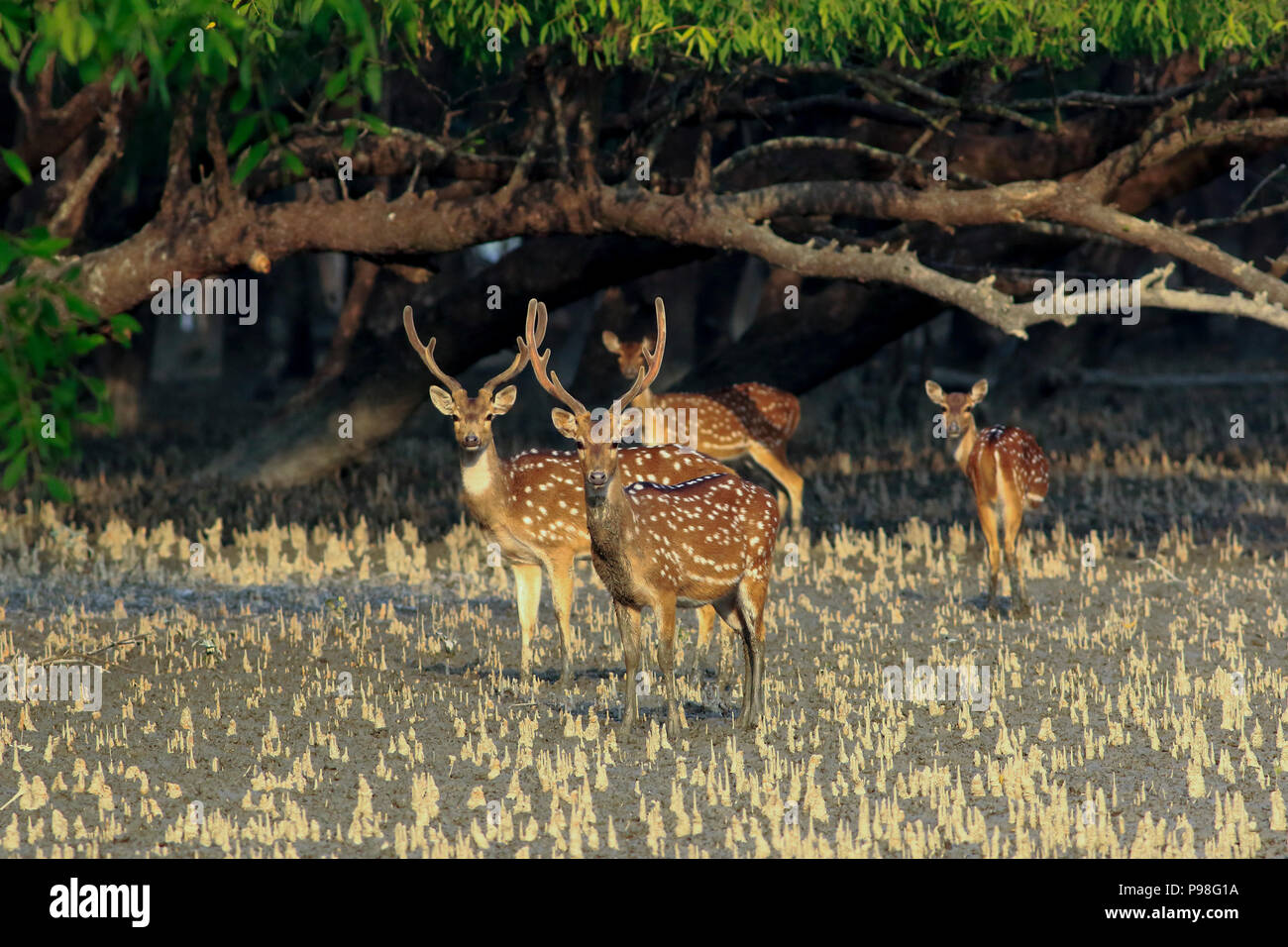 Spotted deer in Sundarbans, the largest mangrove forest in rte world ...