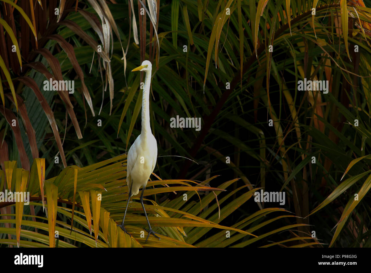 Bangladeshi common bird hi-res stock photography and images - Alamy