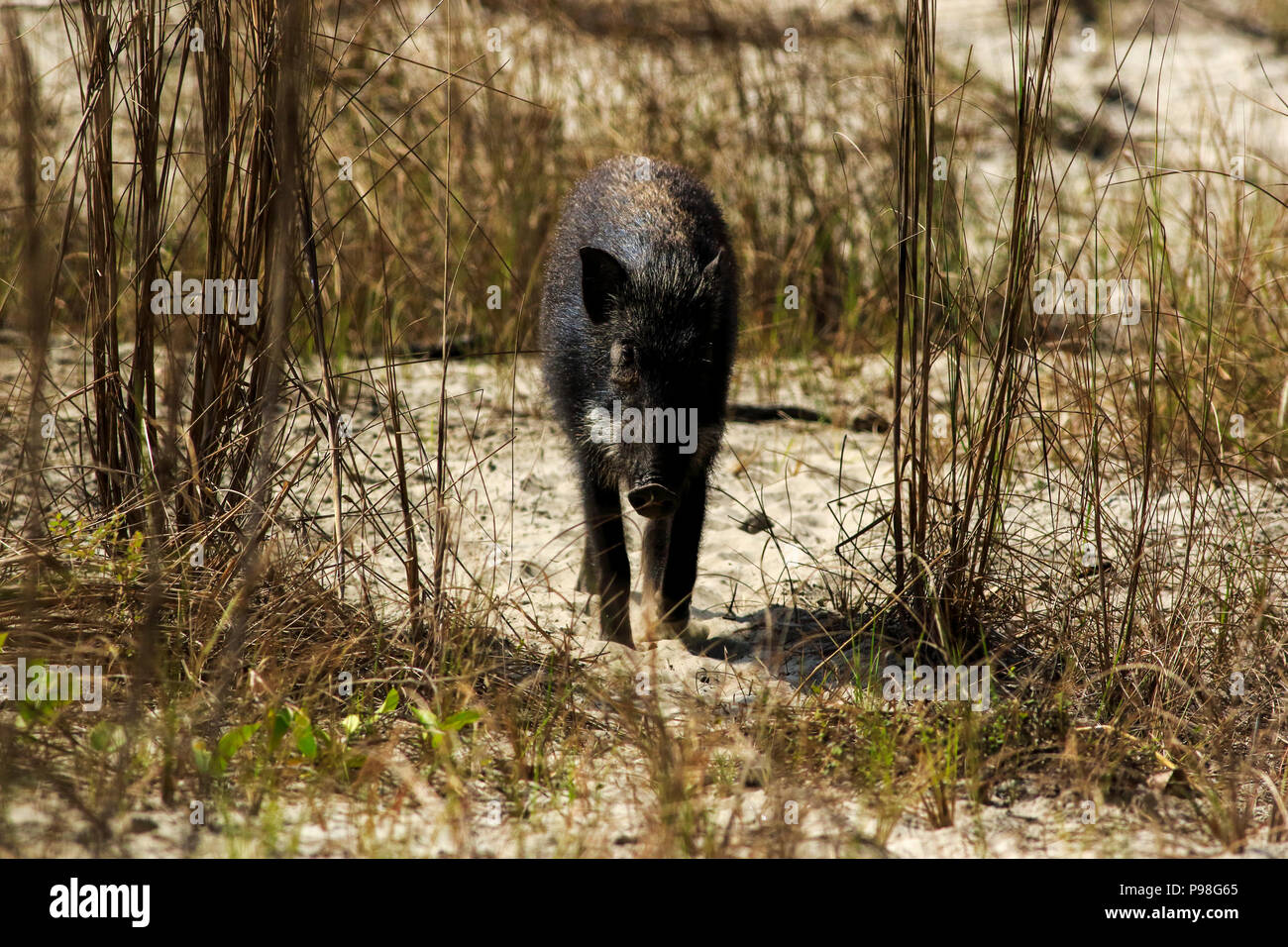 A wild boar in Sundarbans, a UNESCO World Heritage Site and a wildlife ...