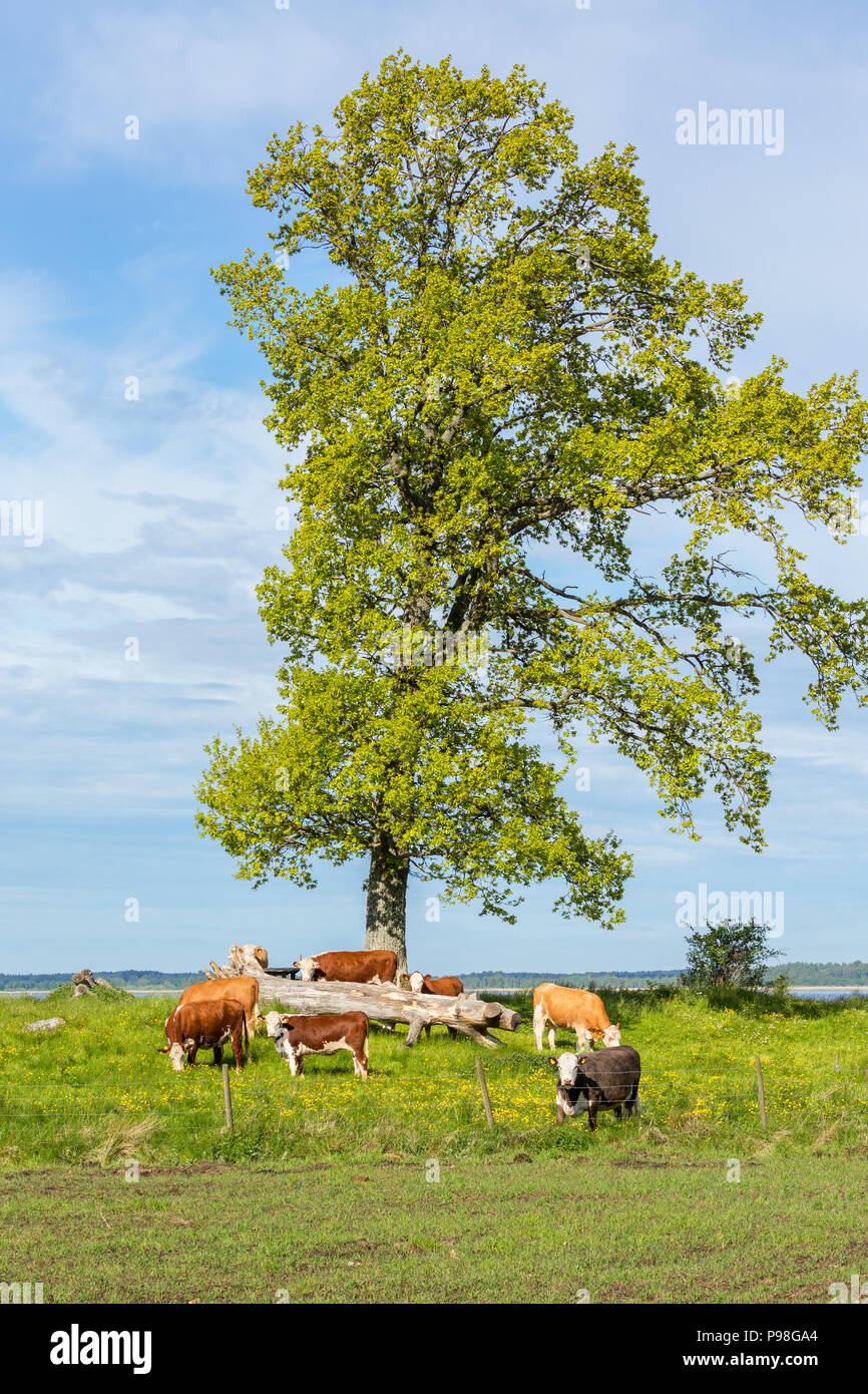 Grazing cows at a tree in a pasture Stock Photo - Alamy