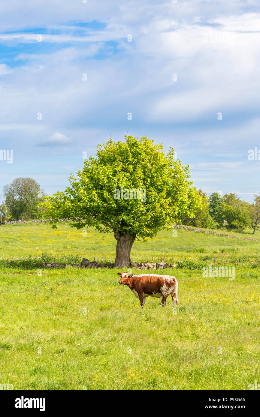 Dairy cow in a pasture with pollarded trees Stock Photo - Alamy