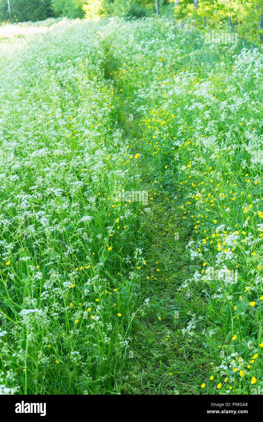 Pathway through wildflower meadow hi-res stock photography and images ...