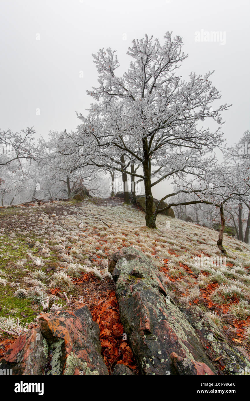 Winter frozen tree with mist at day Stock Photo - Alamy