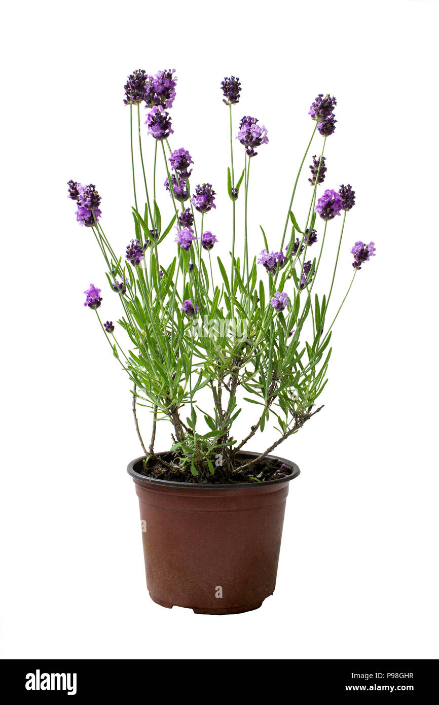 Lavender in pot isolated on white background Stock Photo - Alamy