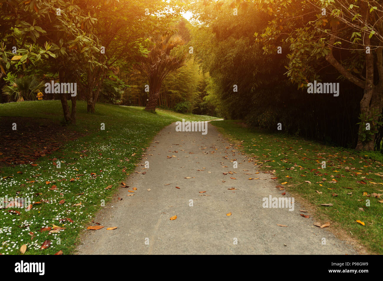 Beautiful Alley In Park. Garden Landscaping Design Concept Stock Photo ...