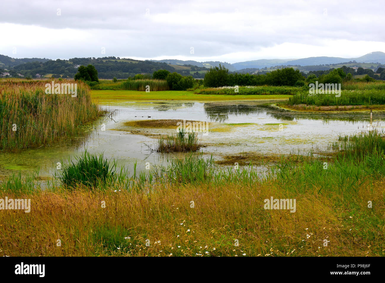 Conwy Rspb Reserve High Resolution Stock Photography and Images - Alamy
