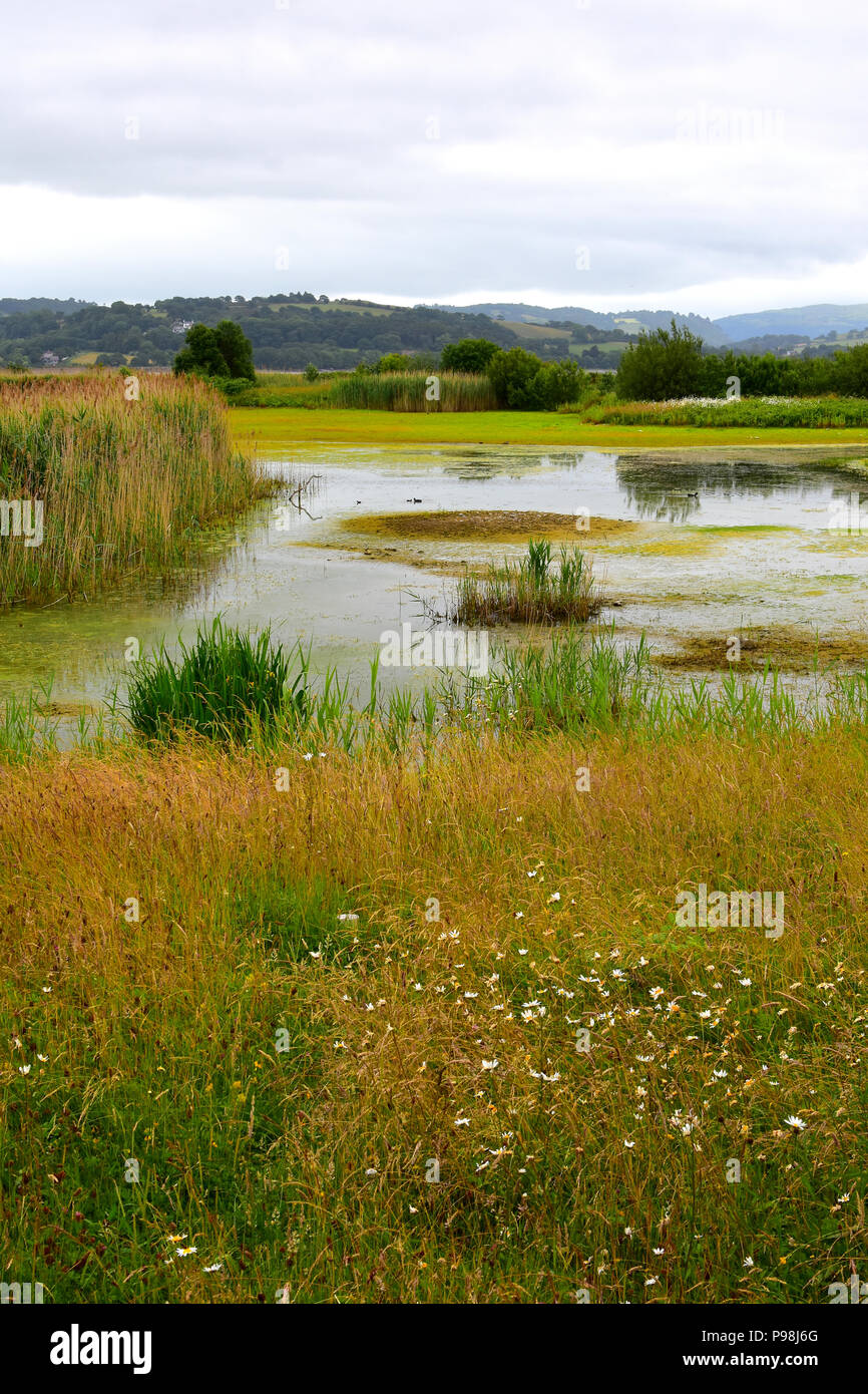RSPB Reserve at Conwy North Wales UK Stock Photo - Alamy