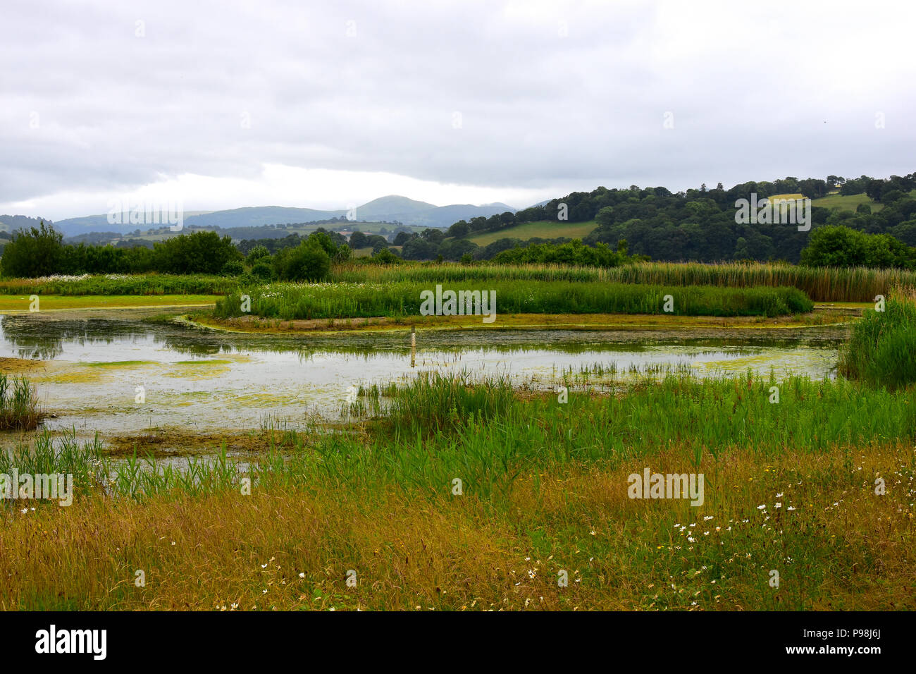Bird watching conwy rspb reserve hi-res stock photography and images ...