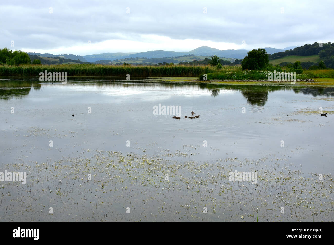 RSPB Reserve at Conwy North Wales UK Stock Photo - Alamy