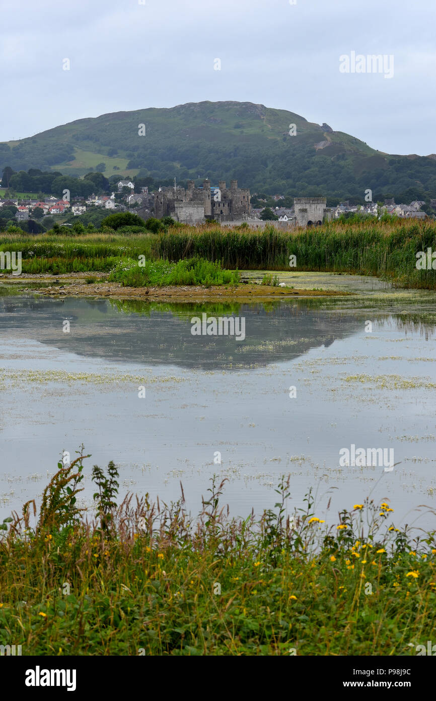View of Conwy Castle from the RSPB Reserve at Conwy North Wales UK ...