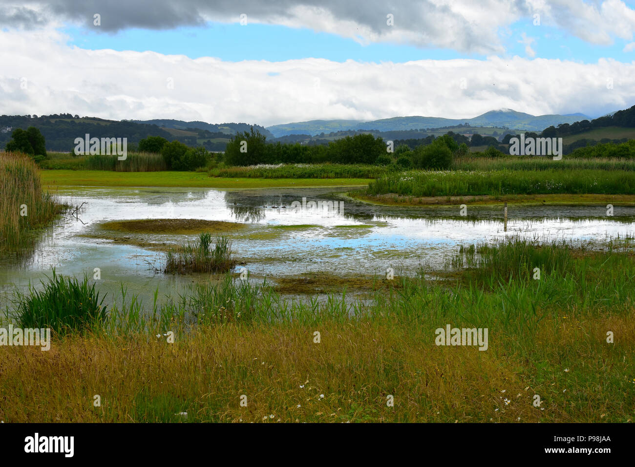RSPB Reserve at Conwy North Wales UK Stock Photo - Alamy