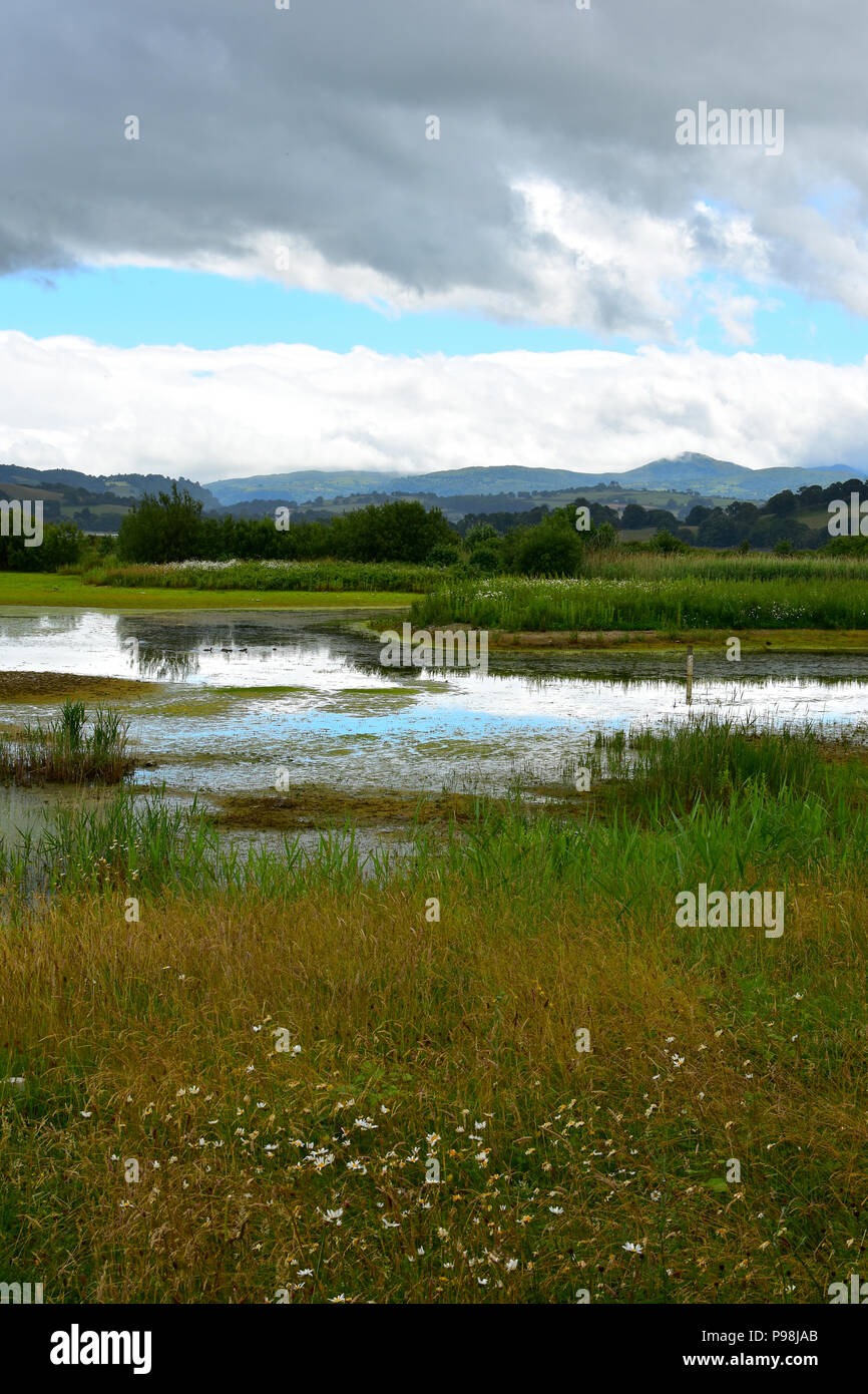RSPB Reserve at Conwy North Wales UK Stock Photo - Alamy
