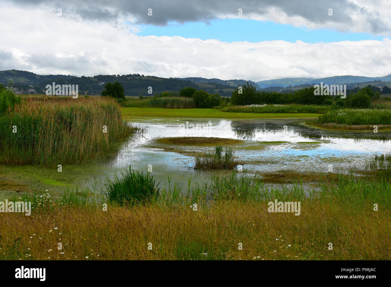 Bird watching conwy rspb reserve hi-res stock photography and images ...