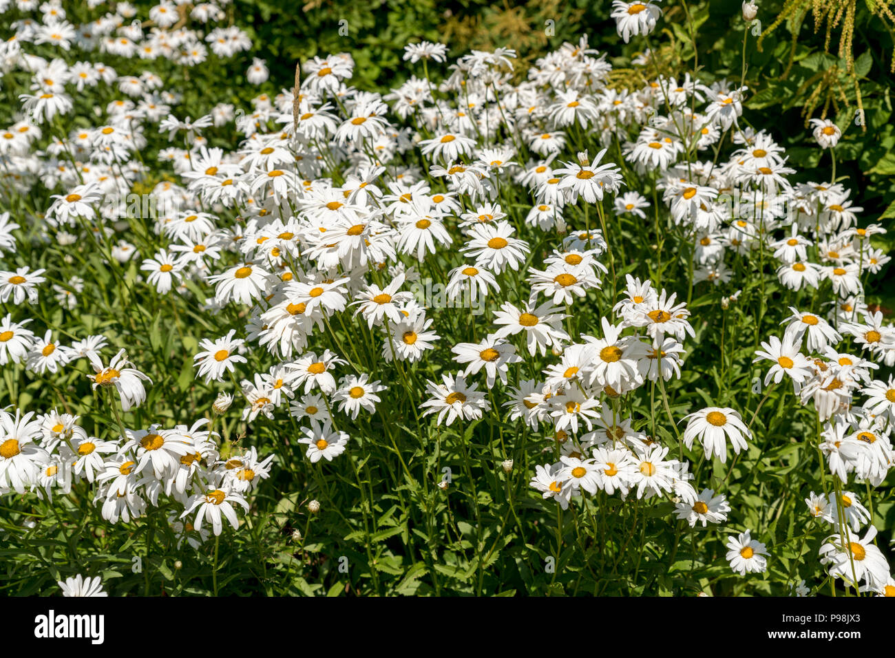 White oxeye daisy flowers hi-res stock photography and images - Alamy