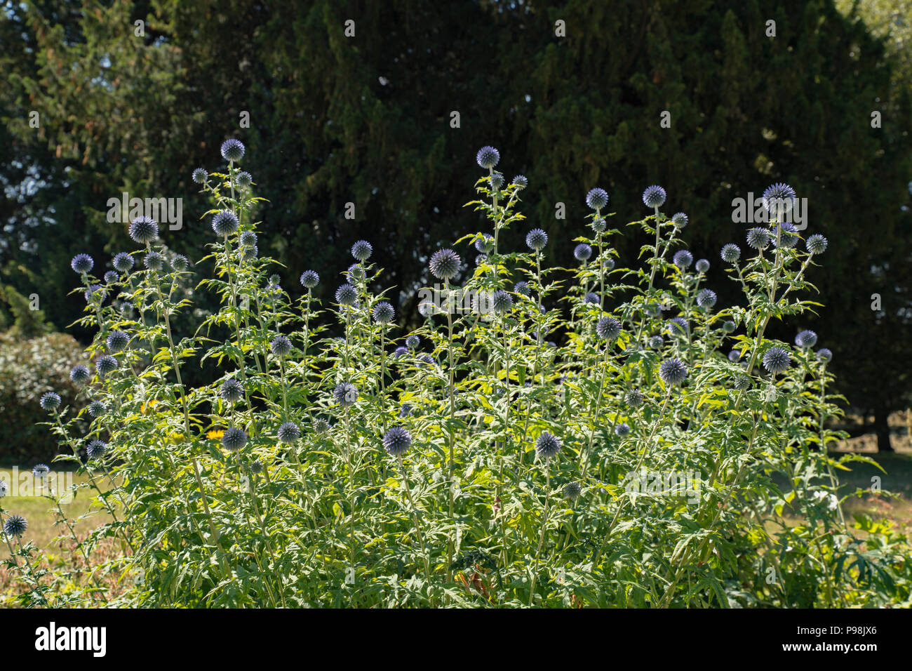 Purple Globe Thistle Echinops Stock Photo - Alamy