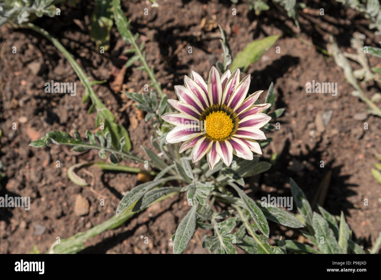 White Purple Gazania flower African Daisy Stock Photo - Alamy