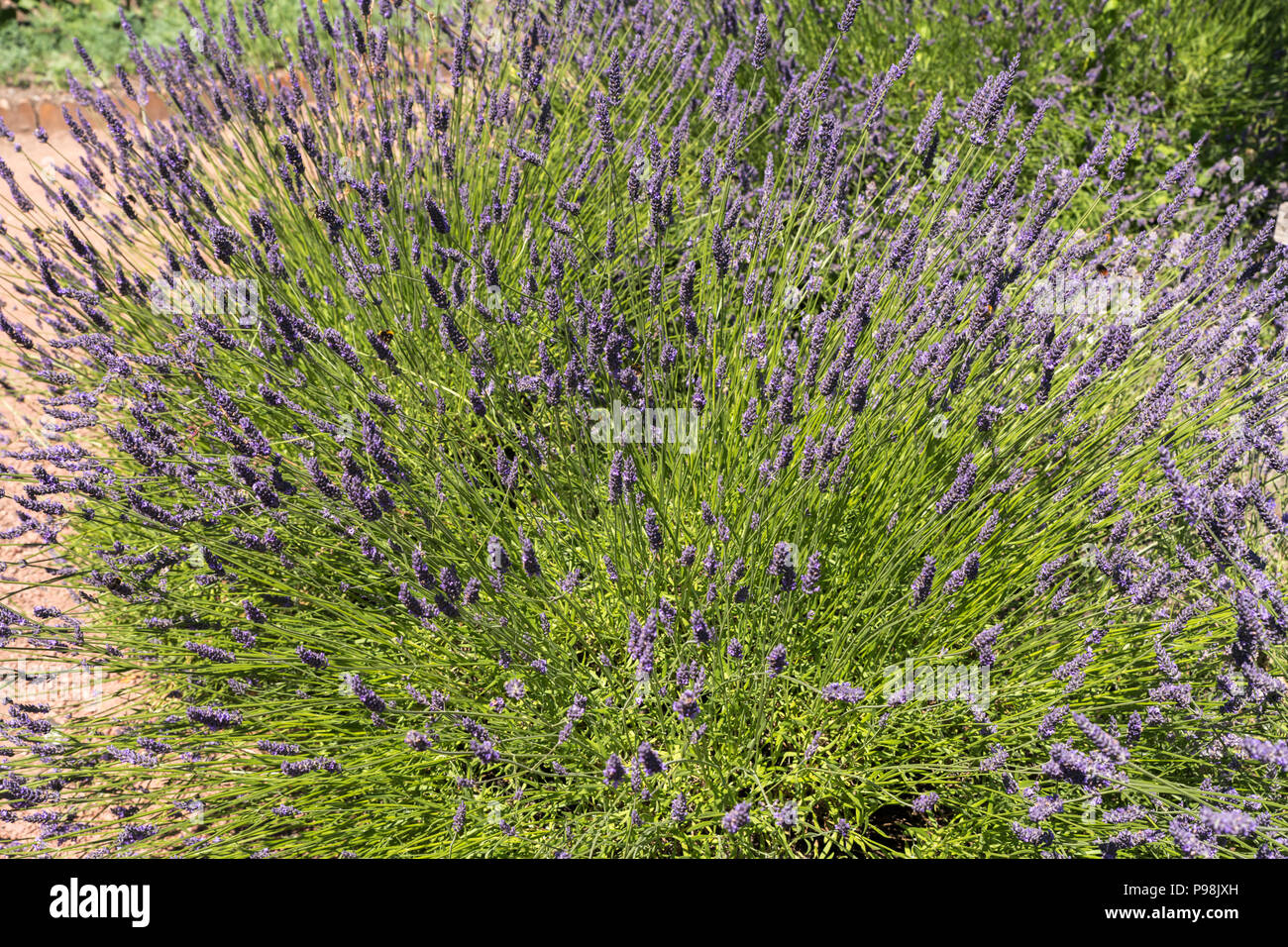 Blue Lavander flower, Lavandula Stock Photo - Alamy