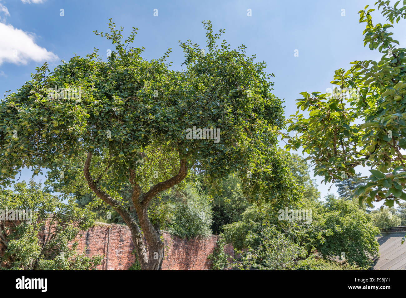 Garden Apple Tree Stock Photo - Alamy