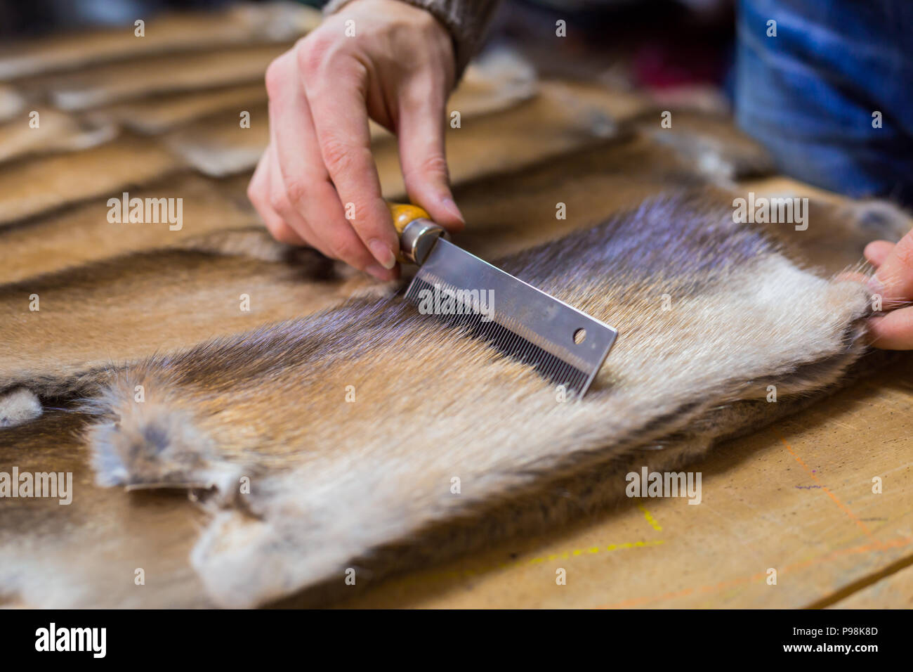 Skinner working with mink fur skin Stock Photo - Alamy
