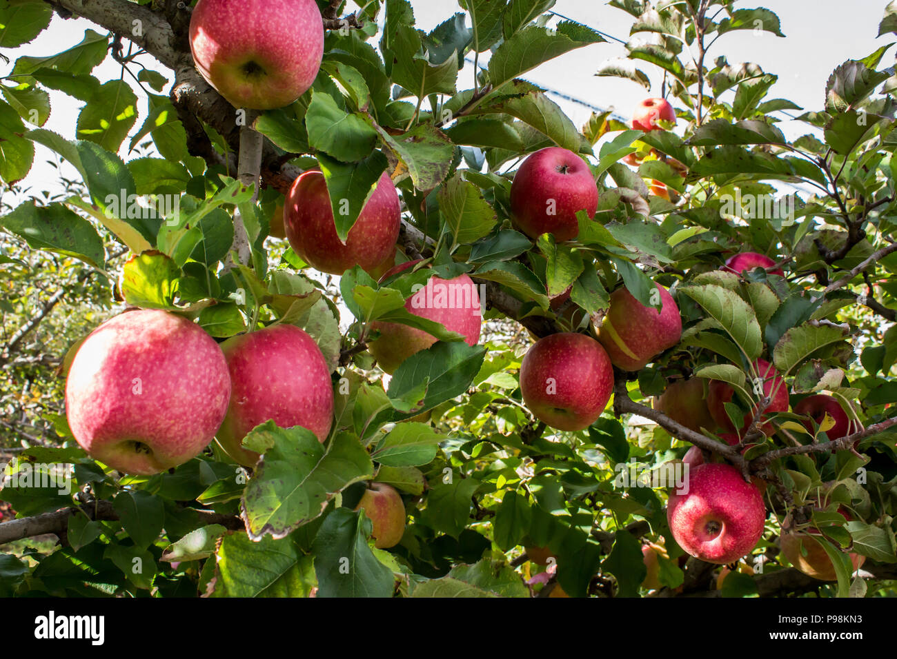 Bursting with fruit hi-res stock photography and images - Alamy