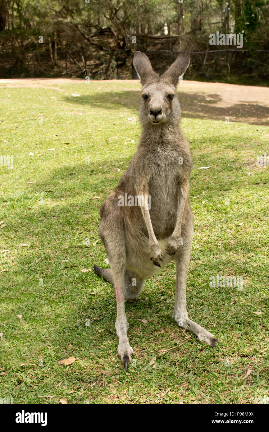 Eastern grey kangaroo in the zoo. Australia Stock Photo - Alamy