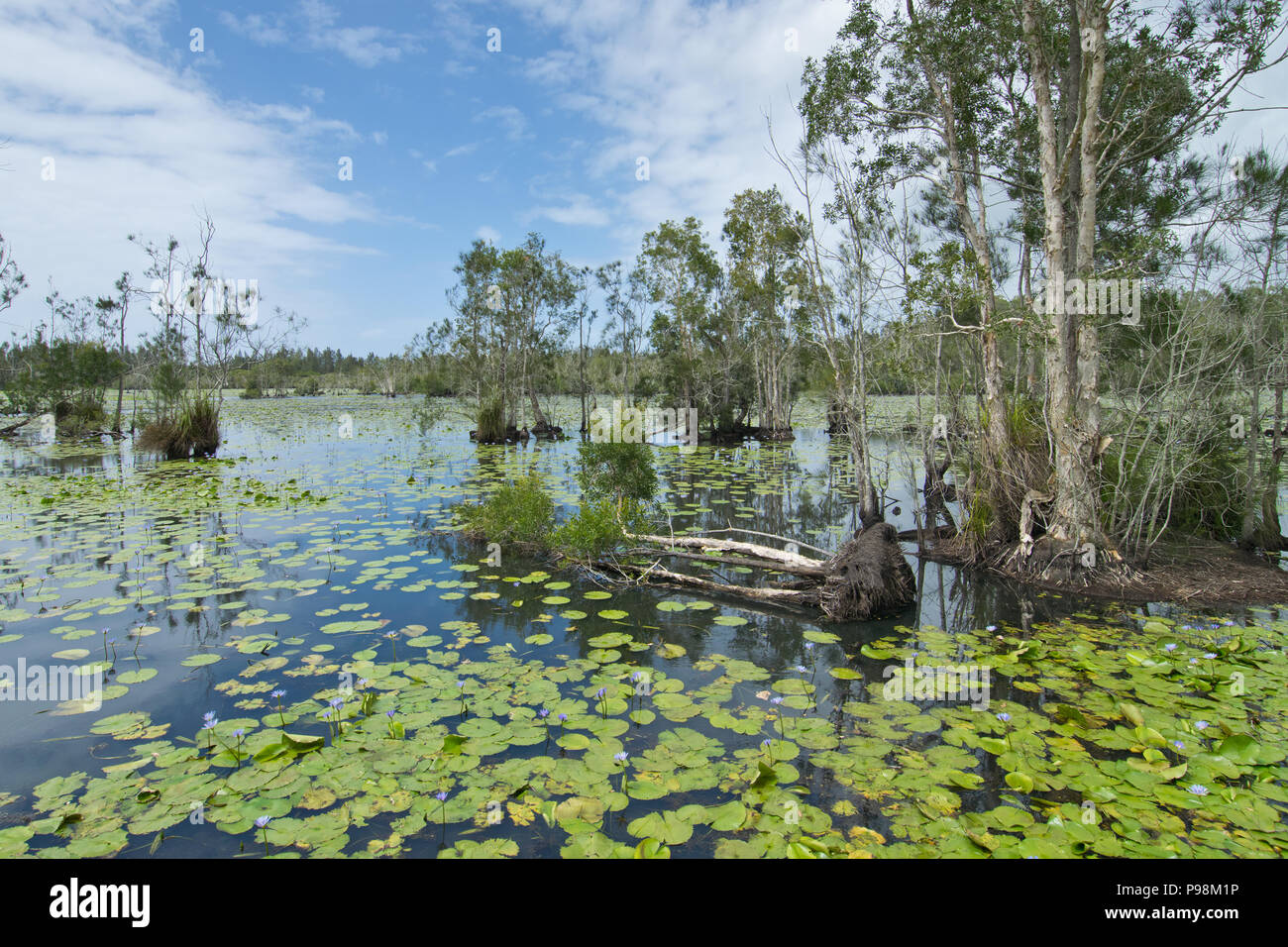 Landscape in Cattai Wetlands in Australia Stock Photo - Alamy