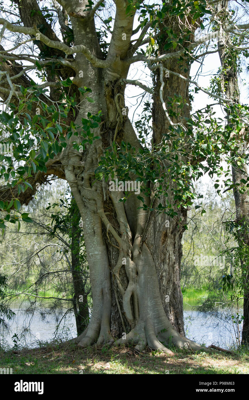 Strangler fig vine hi-res stock photography and images - Alamy