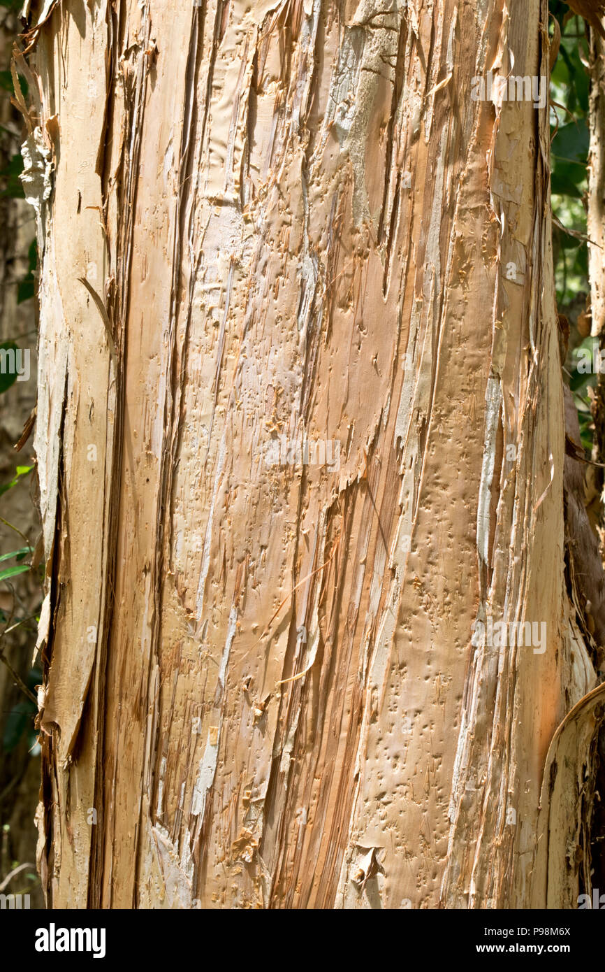 Paperbark tree hi-res stock photography and images - Alamy