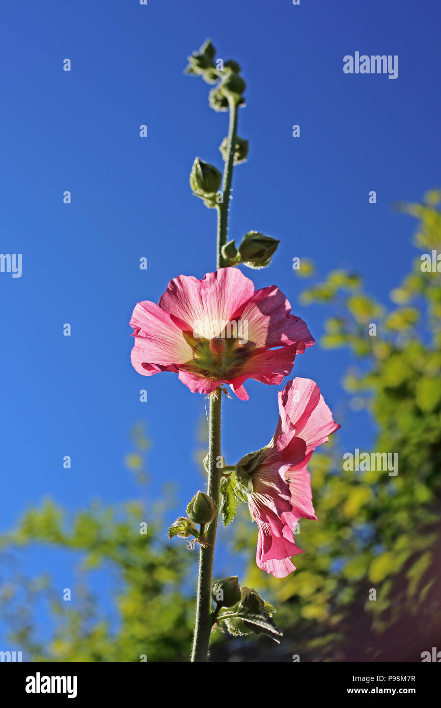 A Hollyhock (Malvaceae) plant grows tall against a bright blue sky in ...