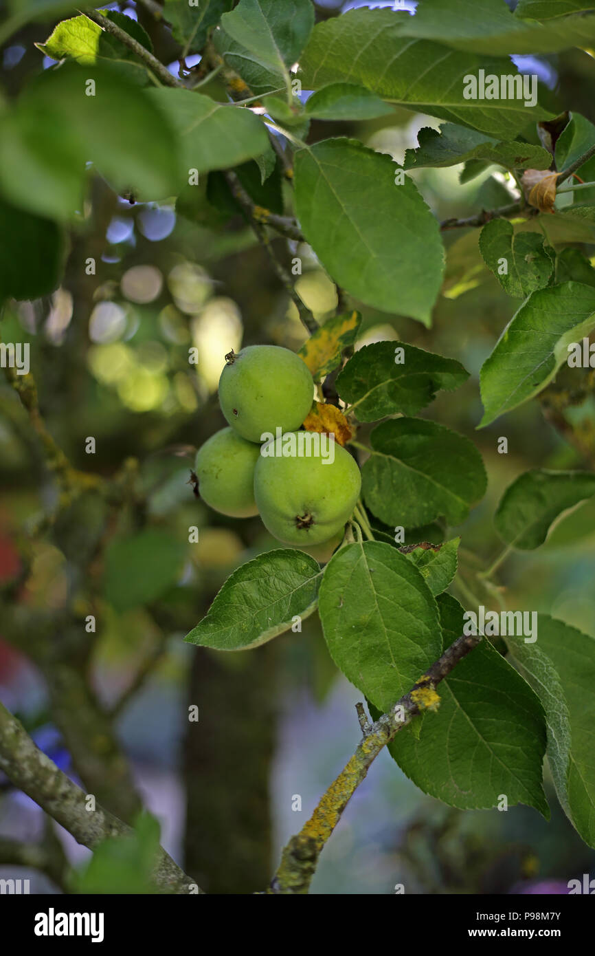 Young apples grow on a tree in an English country garden Stock Photo ...