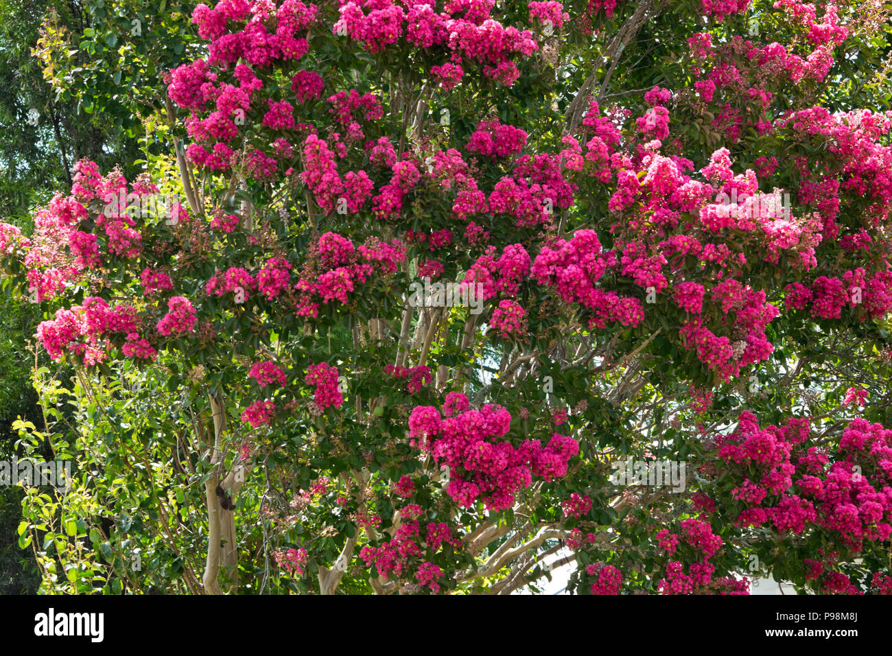 Crepe myrtle tree hi-res stock photography and images - Alamy