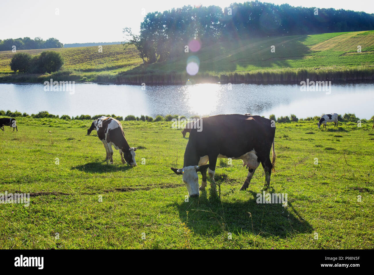 A cow by the river in the rays of sunlight Stock Photo - Alamy