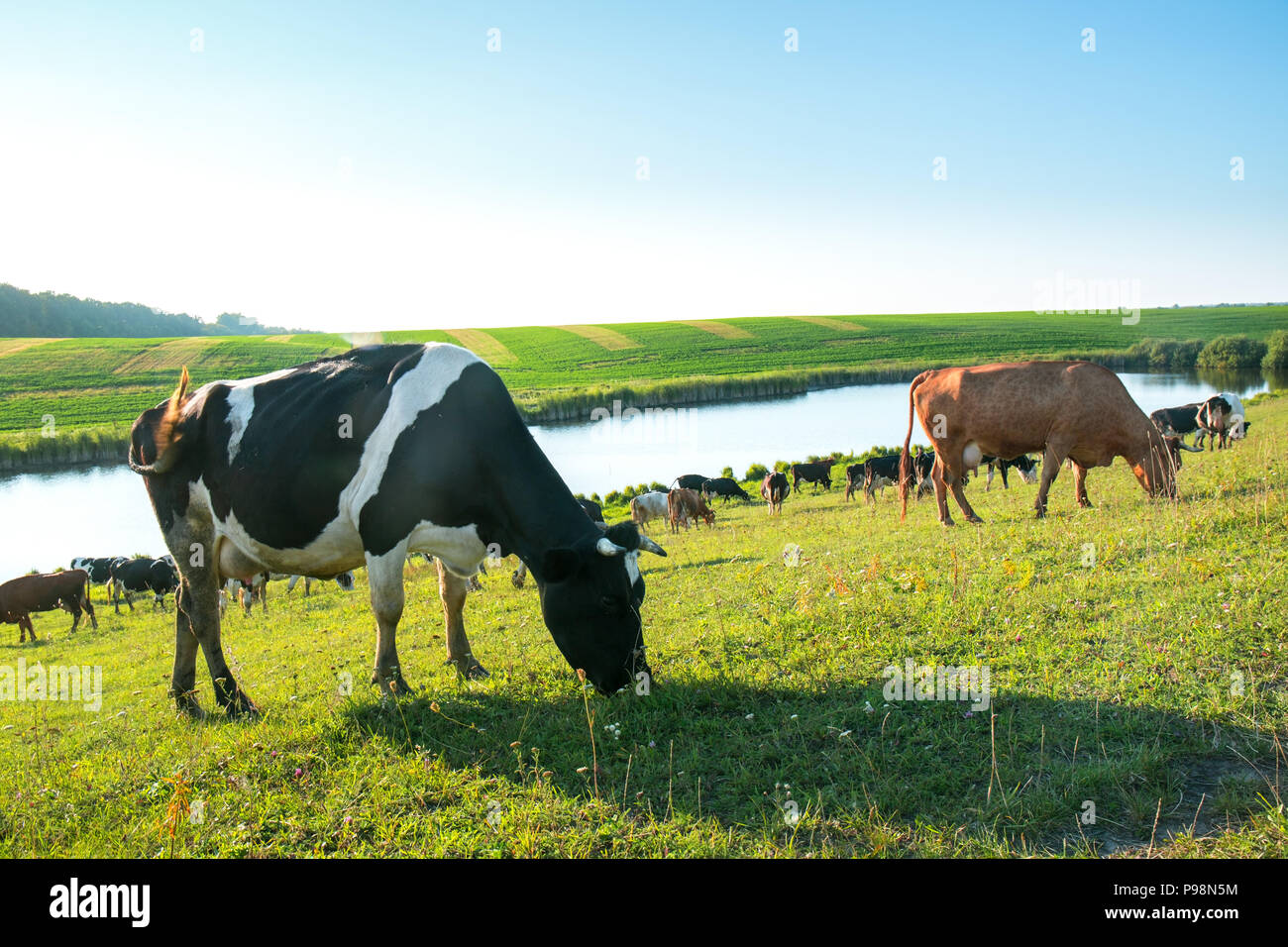 Cows on the slope Stock Photo - Alamy