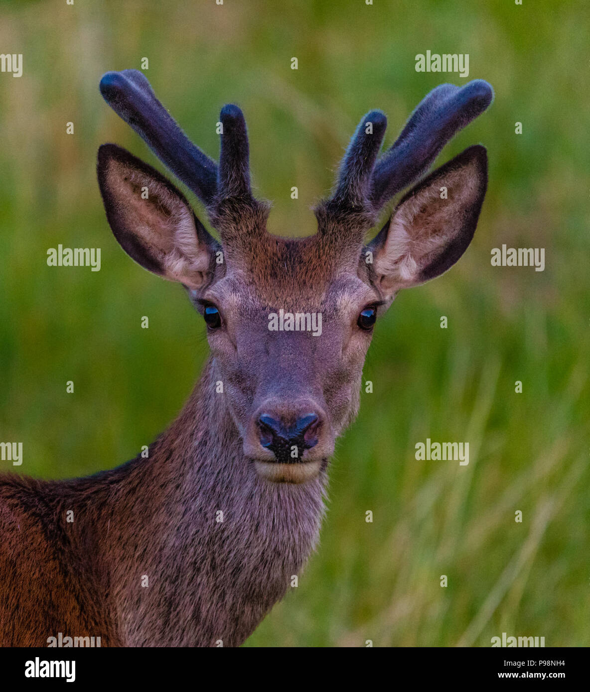 Hjortebilder hi-res stock photography and images - Alamy