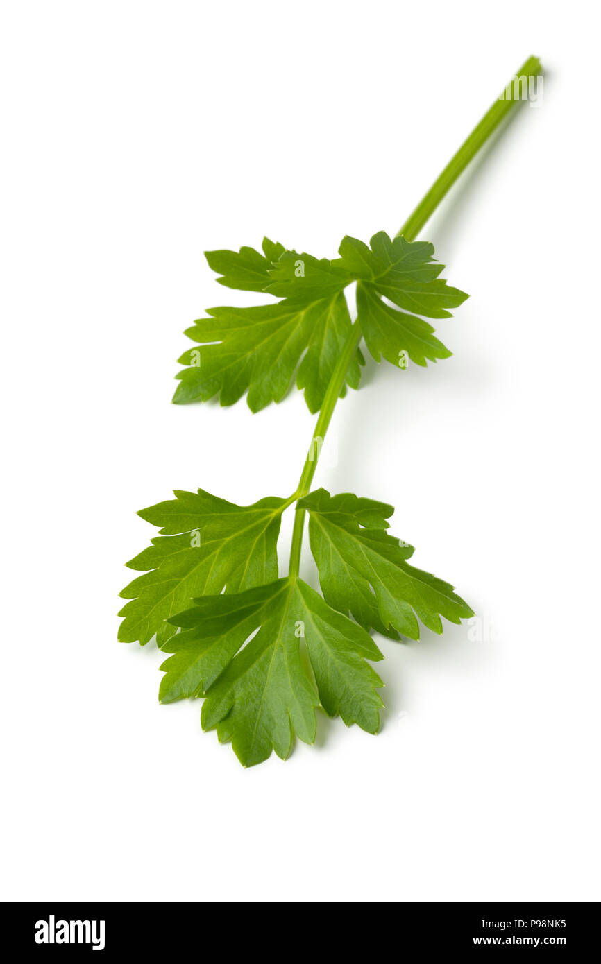 Single twig of fresh green lovage isolated on white background Stock ...