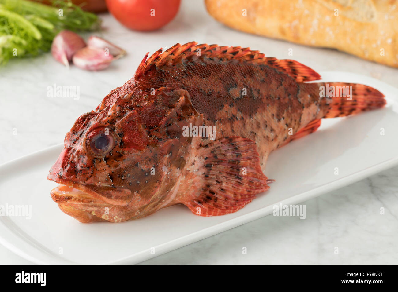 Single fresh raw red scorpionfish on a plate ready to cook Stock Photo ...