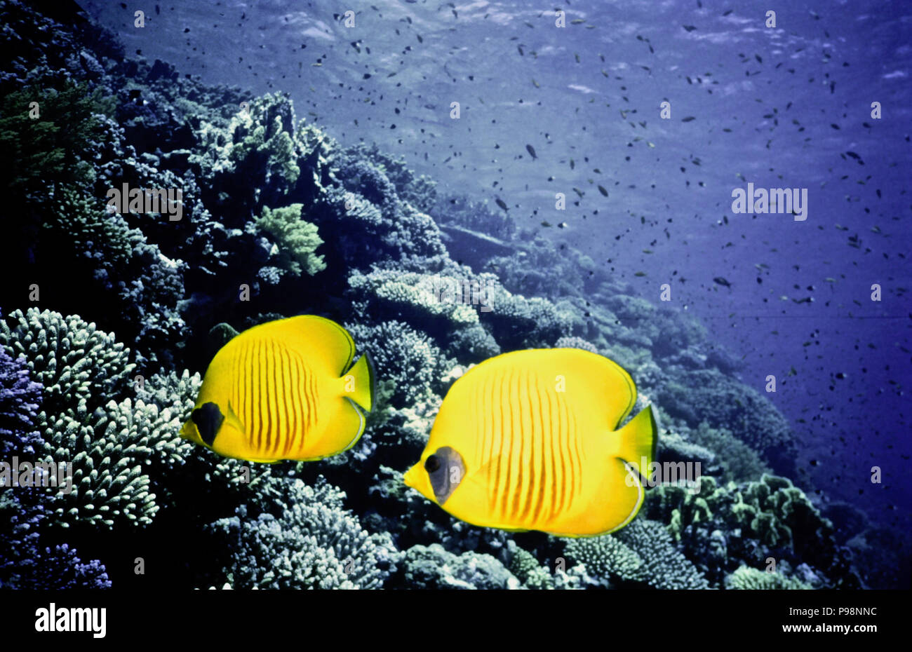 Eats coral polyps hi-res stock photography and images - Alamy