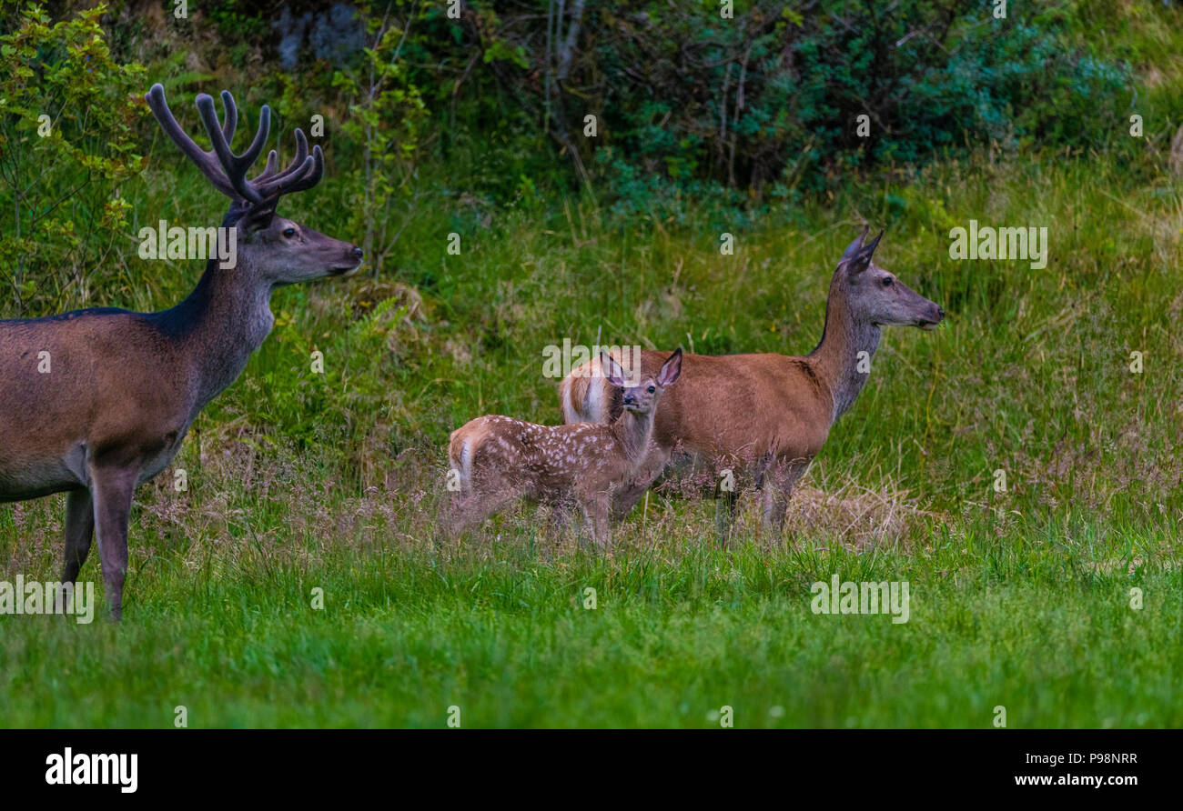 Bilde hjort hi-res stock photography and images - Alamy