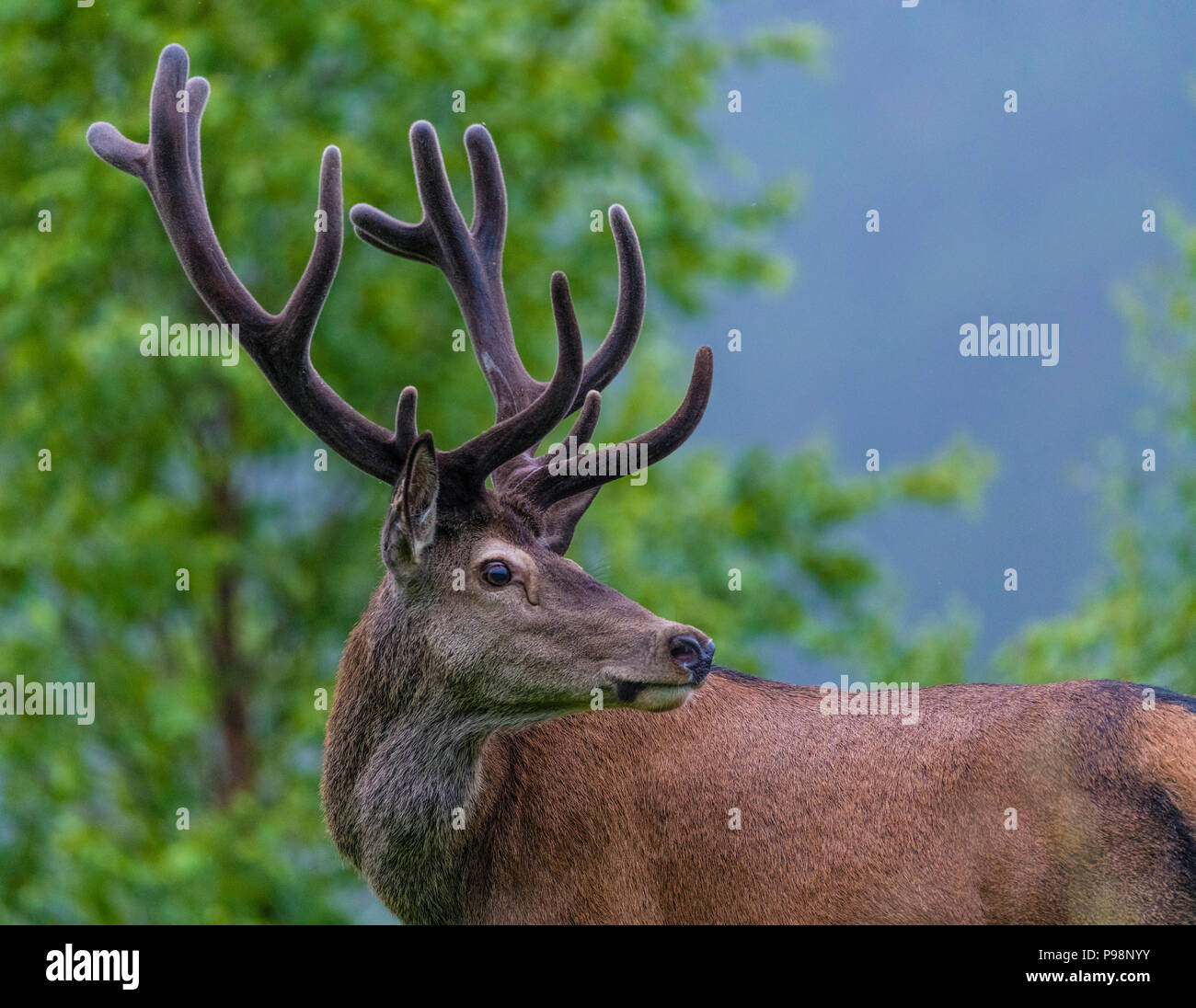 Red deer stag Stock Photo - Alamy