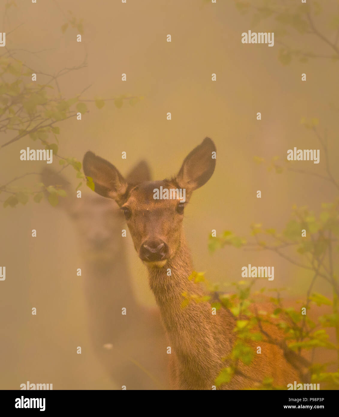 Hjortebilder hi-res stock photography and images - Alamy