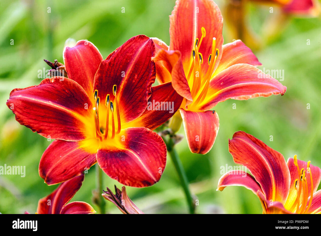 Red Daylily flowers, Red Hemerocallis flower 'Chicago Fire' Stock Photo ...