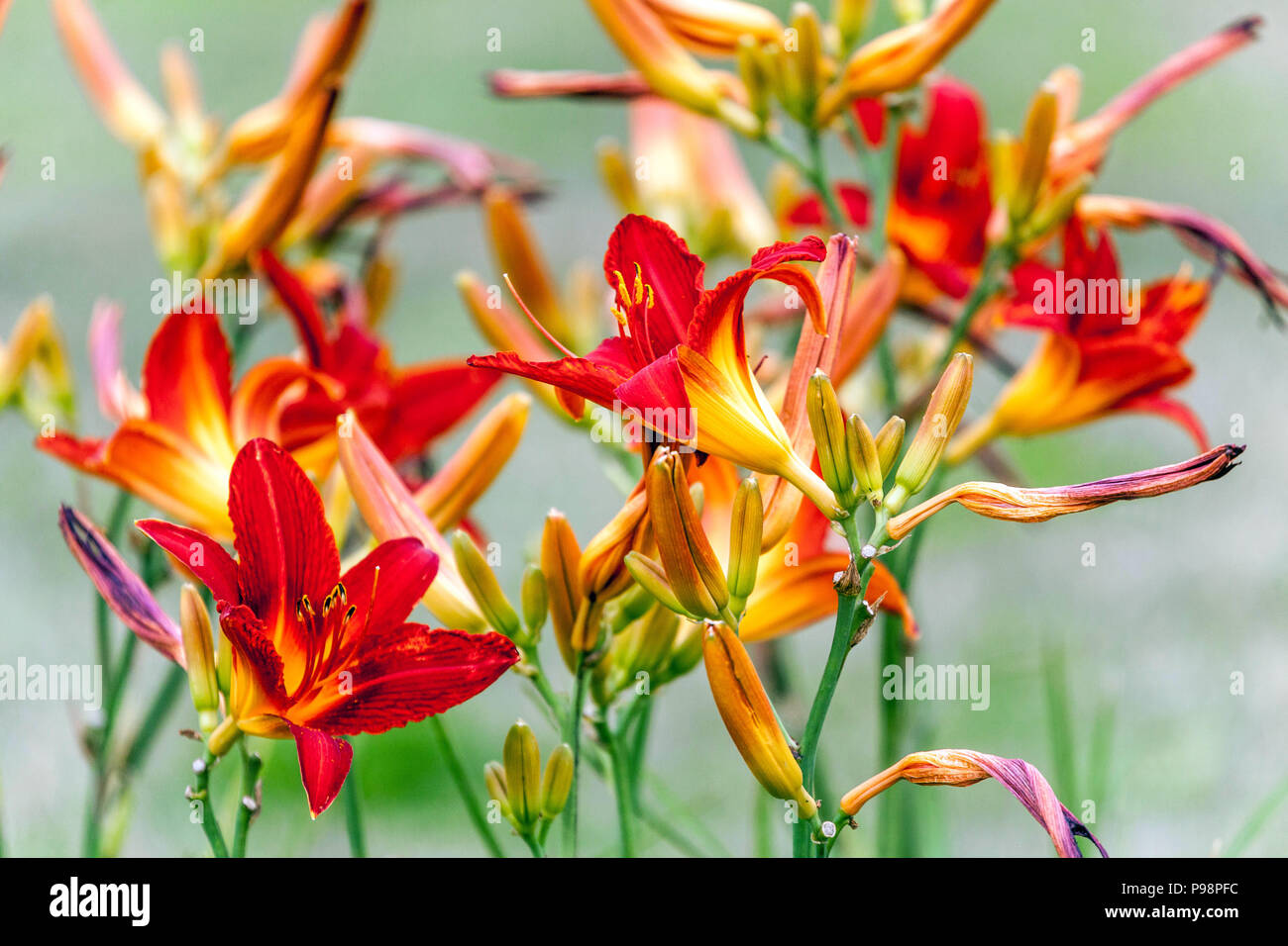 Red daylily flowers hi-res stock photography and images - Alamy