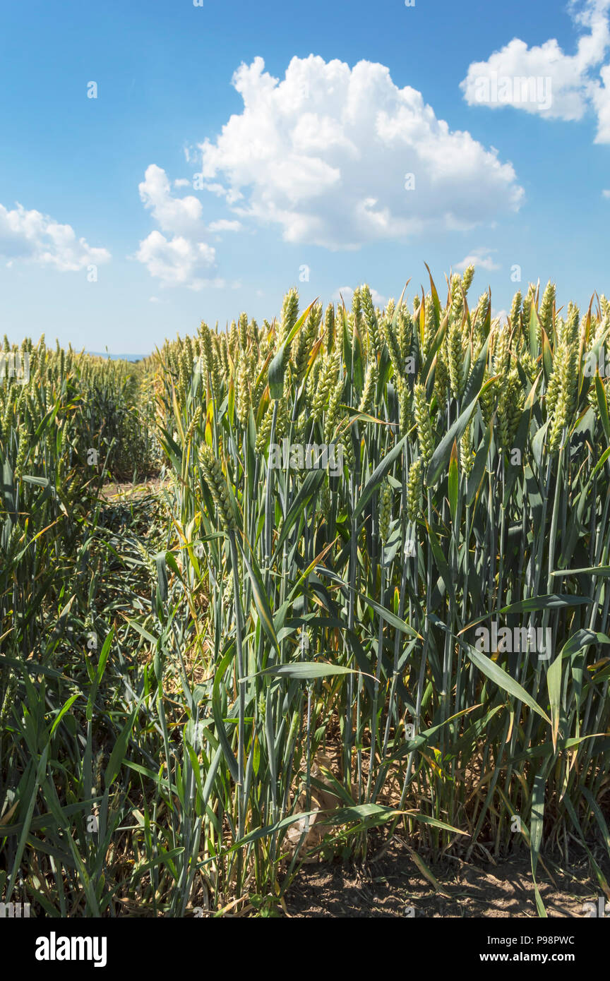 Wheat field on a nice summer day, agricultural concept Stock Photo - Alamy