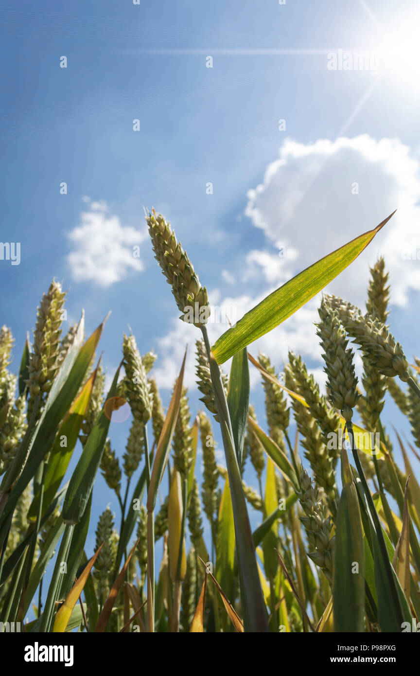 Wheat field on a nice summer day, agricultural concept Stock Photo - Alamy