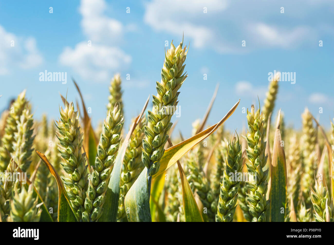 Field ripe barley nice hi-res stock photography and images - Alamy