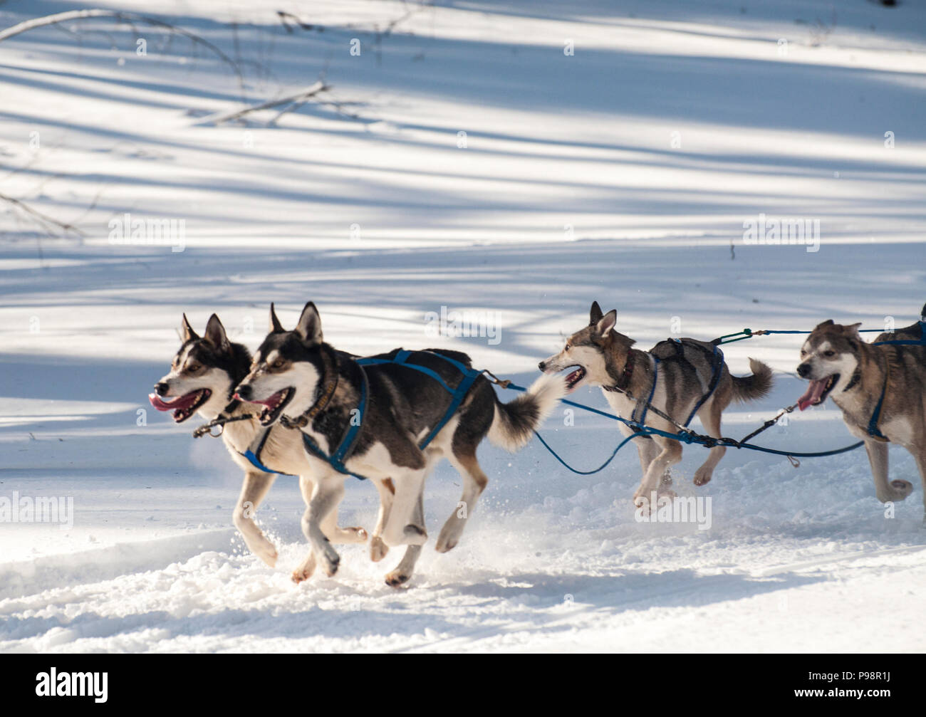 Running in a snow covered path is exciting for these dogs Stock Photo ...