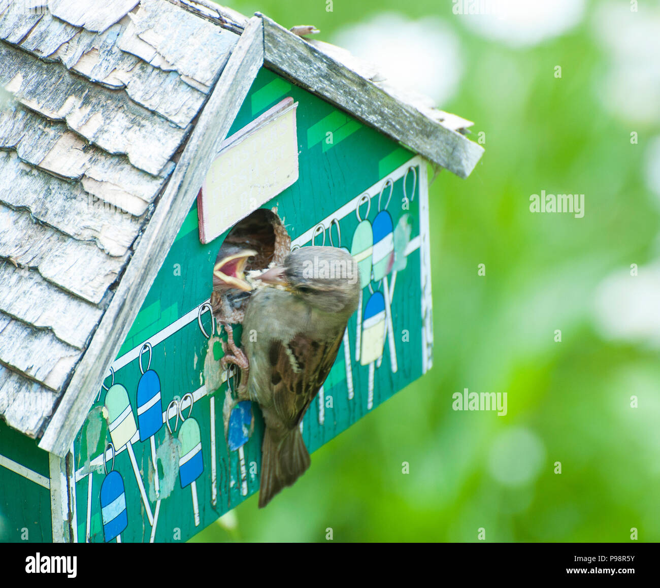Baby bird being fed by mamma bird Stock Photo - Alamy