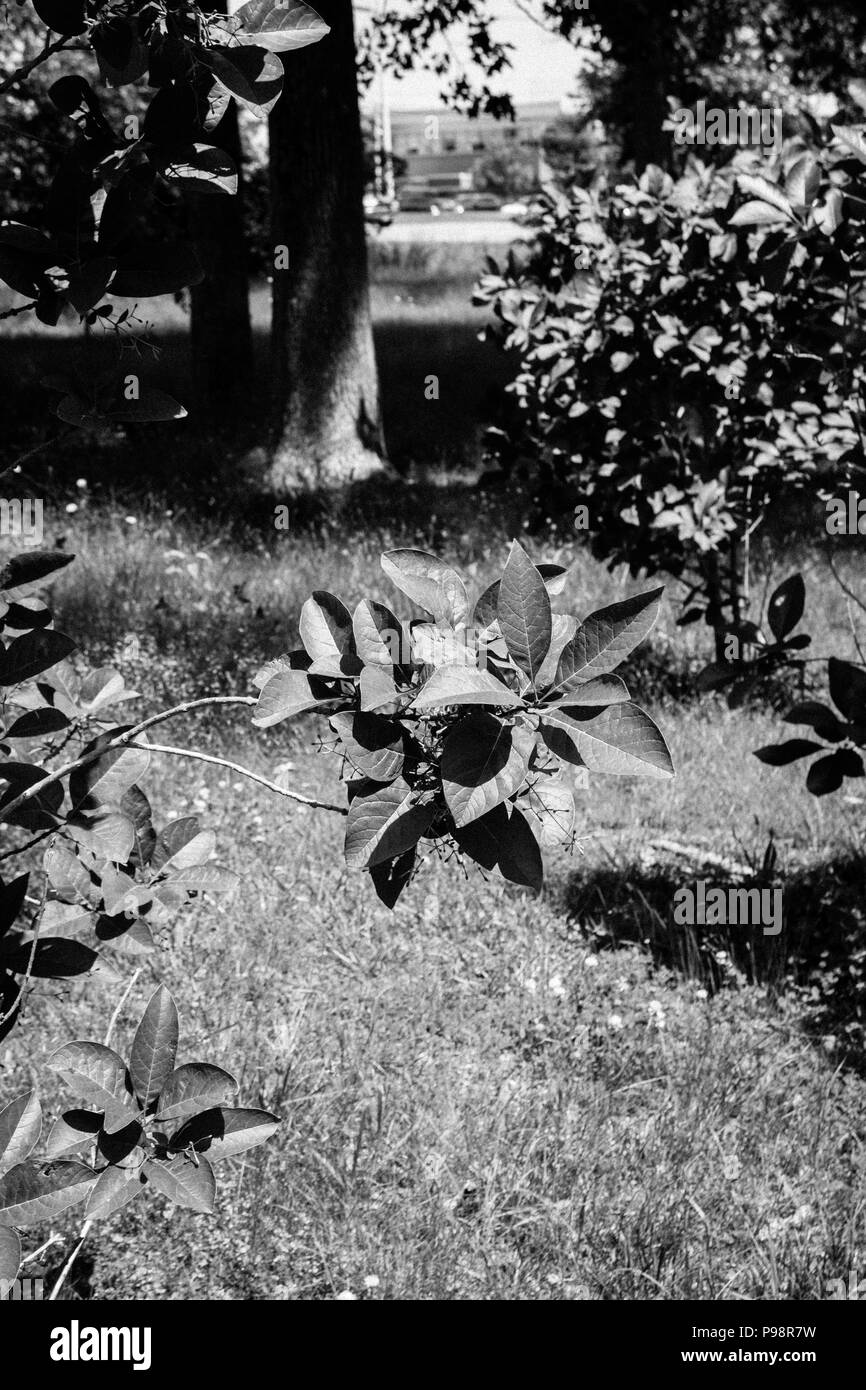 Scrubby grass Black and White Stock Photos & Images - Alamy